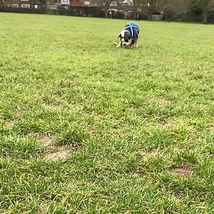 Excuse the dog training voice.. Credit--@stan.the.man_bulldog...