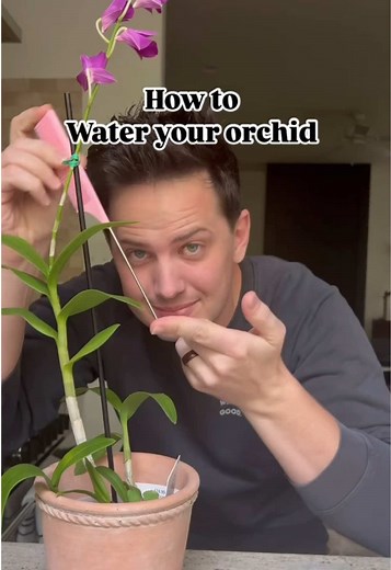How to Water Your Orchids for Best Growth