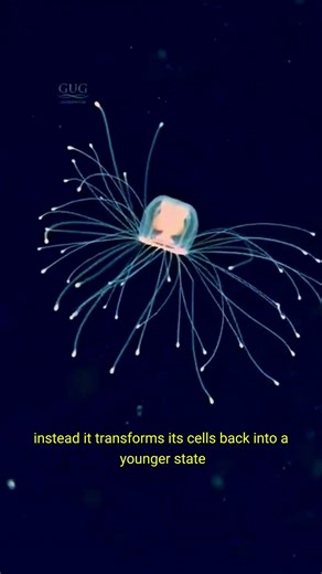 Meet the Immortal Jellyfish: Turritopsis dohrnii 🌊. #animalfacts