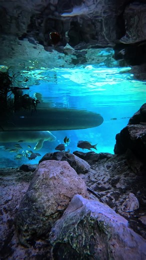 🧜🏻‍♀️💕 Do you know the secrets? #moonpool #mermaid #manatee #beautiful #secret