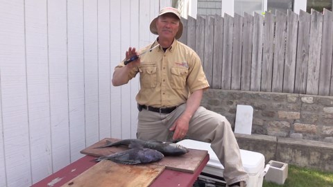 The tastiest part of a fish - how to fillet the cheeks | Thundermist quick fishing tip