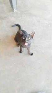 ભાણા 5000 ની જરૂર છે #vlog #cat #animal_comedy #funny #ગુજરાતી_કોમેડી #comedy #itsmeissie