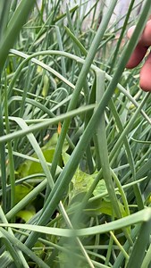 落 the key to plants thriving is soil. There's too much detail to put here, but friable and nutritious might encapsulate what we want to say. To be able to pull these weeds from their tippy-top ends and get their entire root system out of the ground says volumes about where they're growing. Ask us about building your soil. Open weekends, and other times by appointment. | Dibber & Boots | Facebook