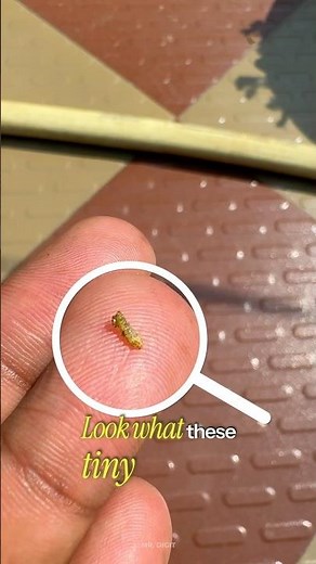 How to Make Organic Pesticide at Home 😱