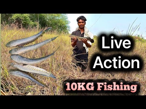 Fish | how to fishing | colour fish | snakehead fishing | fishing rod #fishingvideos #fishing #snake