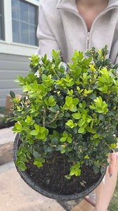 Ready to level up your yard or your home? Shop our enormous collection of outdoor and indoor plants. Every plant is backed by our Alive & Thrive Guarantee. 🌱✨ | Fast Growing Trees