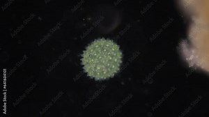 Study of Protozoa, Algae and bacteria under the microscope for education.