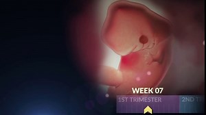 18K views · 100 reactions | Your little one quickly goes through some amazing changes during the first trimester. Here's what a baby looks like during those first three months after fertilization: | WebMD | Facebook