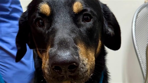 ❤It's Giving Tuesday! Today, we'll be sharing stories of how your donations directly affected the animals in our care in 2025. We couldn't do what we do without you. Meet Toby! This big, handsome guy came to us after being shot in the leg. He had to have extensive surgery, and a BIG part of his healing was remaining calm, so he didn't undo the delicate surgery. Our team had the idea to get him a TV so he could watch Dog TV in an attempt to calm him and keep him company. Toby really enjoyed it, a