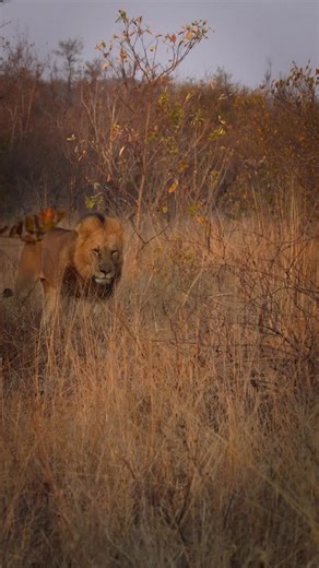 Kambula male following not far behind his brothers, quiet and focused. Almost as if he is pondering something. Sometimes it feels like even these guys know about the plight they face. The shrinking territory, the growing threats from poaching and poisoning as well as the constant pressure that comes with being a lion today. Every step carries the weight of survival and the Kambulas definitely feel it deeply as they navigates the challenges ahead. With top territories taken, it seems the boys are