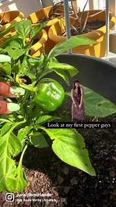 1.1M views · 1.1K reactions | I’m elated!!!! My first bell pepper. I did it..梁 Ju is growing her own ish…… follow my @junettemirlande page loves ❤️❤️❤️ | Junette Mirlande | Facebook