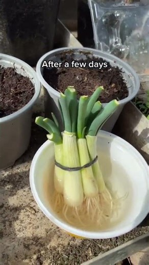 You Can REGROW Spring Onions From Off Cuts?