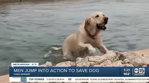 Golden Lab rescued from wash by welders - video Dailymotion