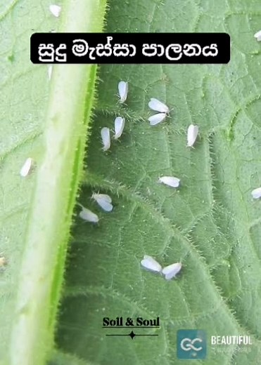 5.4K views · 18 reactions | සුදු මැස්සා (Whitefly) පලවාහැරීම හෝ පාලනය...