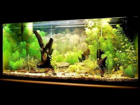 How to Set Up a Fish Tank | Aquarium Care