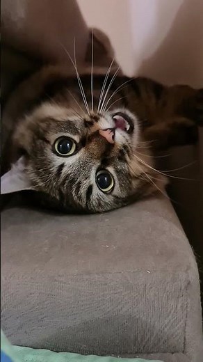 Why Your Cat Sits On Your Keyboard 🐱 #cat #catbehavior #petcareprovider #kitten #catcare #funnycats