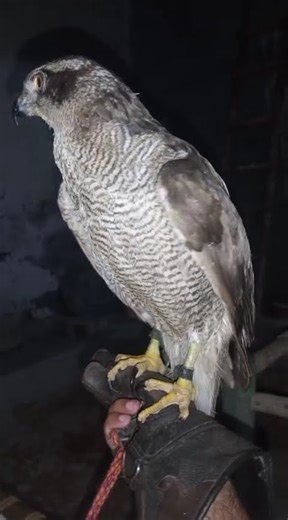 Male goshawks hunting crow #birds #birdhunting #hunting #eagle #animals