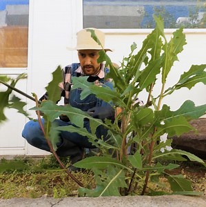 34K views · 38 reactions | Amazing express backyard makeover tips! | Green Bean | Facebook