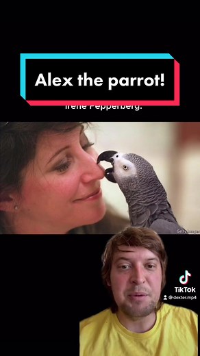 Holiday hits: Alex the parrot! #animals #science #learnontiktok #learneclecticthings