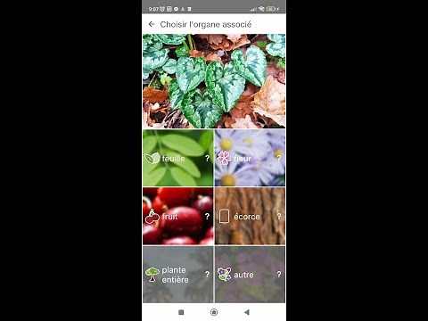 Installer et utiliser Pl@ntNet sur votre mobile