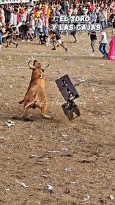 Un banderillero montado en unas cajas plásticas intenta ponerle unas banderillas al toro,pero el astado arremete con todas sus fuerzas y lanza las cajas a más de 4 metros de altura. #toros #torosbravos #TorosDeLidia #torosymastoros #torosquedanmiedo #corralejas #bangkok #indonesia #filipina #asia #españa #peru #ecuador #brasil #Bangladesh #india #colombia #Sudamérica #mexico #Egipto #bangkok #reels #videosvirales #videooftheday #trading | Antonio Florez Fotografia