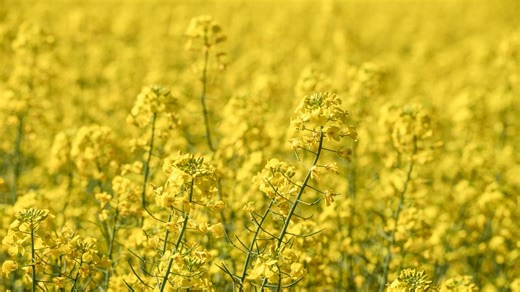 How new biofuel plan could create opportunities for cropping farmers