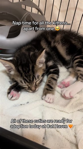 😴💤 Nap time for all the kittens… except ONE! 👀🐾 While most of our kittens are fast asleep, one little mischief maker has decided being awake is far more important 😸 Come meet all our gorgeous kittens at Cat Haven today, whether they’re awake or dreaming, they’re all ready for adoption 🏡💖 Who will steal your heart? 🐱✨