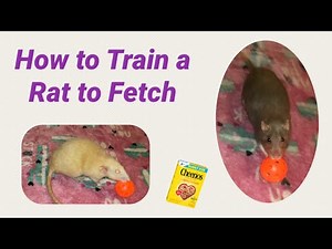 How to Train a Rat to Fetch (Box Method)