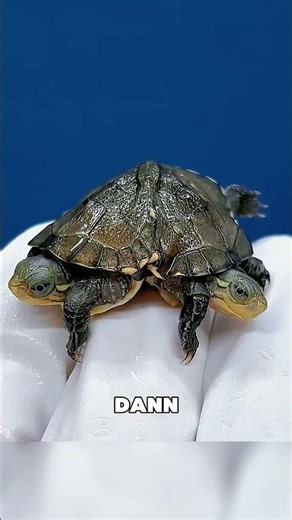 Die erschreckende Wahrheit über zweiköpfige Schildkröten! #tiere #shorts