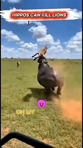 Why Hippos Are the Most Dangerous Animals