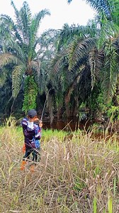 Cesting Diantara Batang sawit #cesting #fishing #angler #kebunsawit #gabus #followers #trandingvideo @penggemar berat #joranpancing | Anak Sawah Fishing Adventure