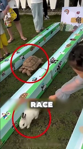 RABBIT vs TURTLE race 😯👏