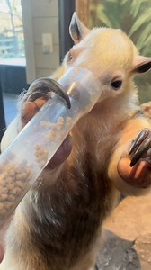 11K views · 411 reactions | Happy Tamandua Day to Chuck!  One of Chuck's favorite treats is his insectivore diet, which is a large part of the food he enjoys daily at the Zoo. Like the name sounds, the Insectivore diet is formulated to mimic the proteins, fibers, and nutrients found in insects that bug-loving animals like Chuck enjoy! | Elmwood Park Zoo | Facebook