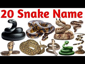 20 Snake Names with Real Pictures & Sounds | Fun Learning Video for Kids & Preschool