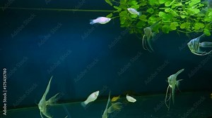 A beautiful silver scalar fish or angelfish with a long tail swims in the water. Aquarium fish concept. Lots of homemade fish with a roof plan.