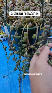 10K views · 329 reactions | Let's Propagate String of watermelon ☘️...