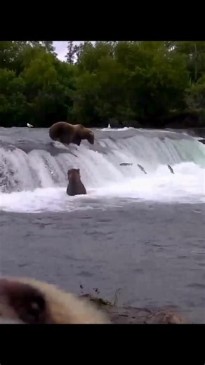 Our tech team is already hard at work on important upcoming projects. | explore.org