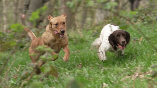 Field sports insurance when partaking in country pursuits including game shooting, deer stalking, fishing and more | BASC - The British Association for Shooting and Conservation