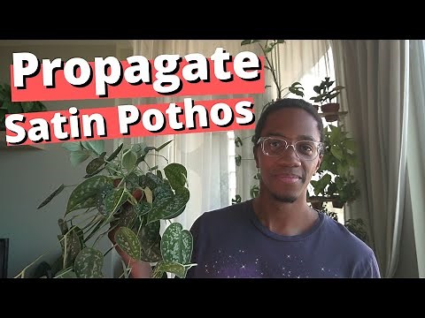 Propagate a Satin Pothos the Right Way | Scindapsus Pictus Argyraeus