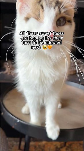 Meet them at Java Whiskers Cat Café White City! Link in bio to book #catlover #rescuecat #catcafe