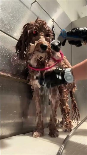 Chill Cavapoo Bath Time 🫧💖