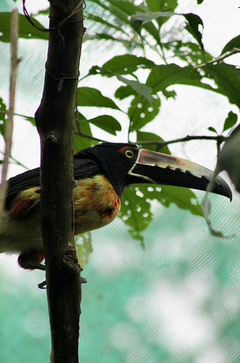 8.8K views · 161 reactions | 李 NEW ARRIVAL: This #ToucanTuesday we have Gamma, a collared aracari who needed our help after being found on the ground in Sarapiquí, Costa Rica, unable to fly. Our $2 for Toucans Club provides our long-billed patients like Gamma with shelter, medical treatments, and plenty of papaya while they recover with us. You can help by Venmoing $2 to @toucanrescueranch this #ToucanTuesday. Join the club that makes a difference! | Toucan Rescue Ranch | Facebook
