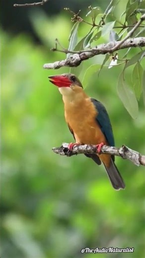 Kingfisher’s Wild Jungle Echo!