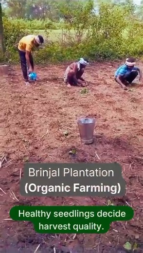 Pure food starts at the roots 🌱 At OrganicSpec, we bring you certified organic products straight from nature — grown responsibly, sourced ethically, and delivered with trust across Odisha. Choose health. Choose purity. Choose OrganicSpec. [OrganicSpec Odisha, organic food Odisha, certified organic products Odisha, organic farming Odisha, chemical-free food Odisha, natural food products Odisha, organic groceries Odisha, healthy living Odisha, sustainable farming Odisha, organic brand in Odisha, 