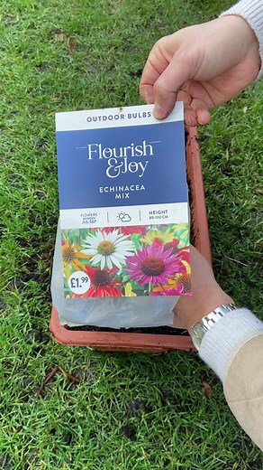 Planting Echinacea bare roots 🌱 A ‘How To’ reel on planting bare root perennials, this time it’s the beautiful Echinacea 🌺🌸🌼 It’s ideal to plant bare roots into a holding pot, container, tub or planter as it’ll give the small roots a chance to establish before transplanting into beds and borders in a few months time. We don’t want them to get lost amongst other plants and have to fight for space whilst establishing their roots. They are best kept moist but not waterlogged so ensure drainage 