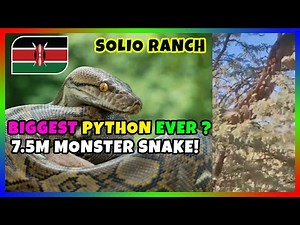 WATCH:GIANT PYTHON SPOTTED🐍🔥🇰🇪 at Solio Ranch!One of the Largest Pythons sighted at Solio Ranch