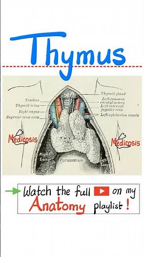 Thymus Gland - Anatomy of Thorax - Physiology -Immunology...#nurse #physiology #immunology #biology