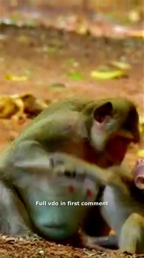 16K views · 284 reactions | OMG! Monkey Mom Gives Big Baby Lesson for Milk Request 沈 Check full vido in first comment | Hello Monkey | Facebook
