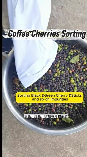 Coffee Cherry Sorting Machine | Remove Black & Green Beans for Export Quality Coffee
