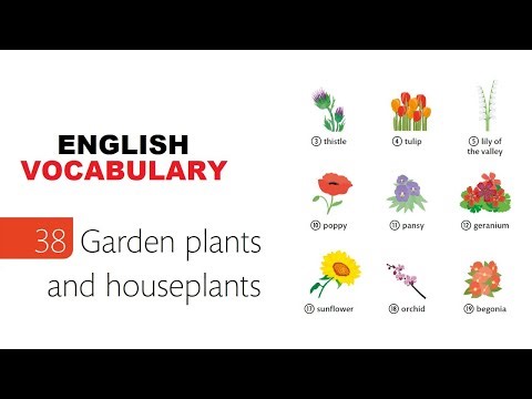 English Vocabulary - part 38/180 - Garden plants and houseplants